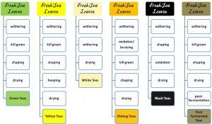 Tea Processing Chart – The Tea Catcher